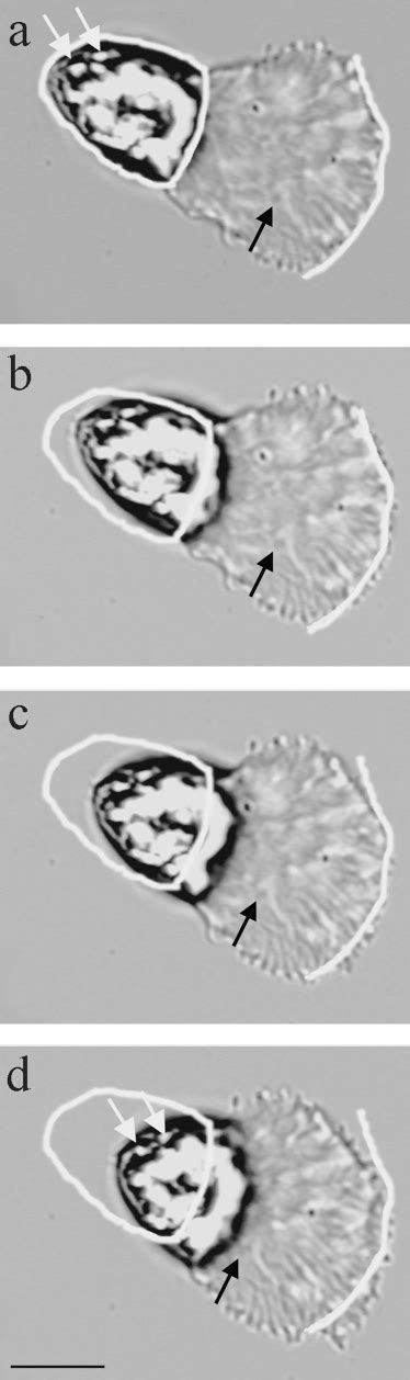 Treatment Of Sperm With Acetate Buffer PH Uncouples Protrusion Download Scientific