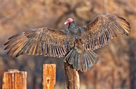 Turkey Vultures California Condors And The Migration Of Raptors