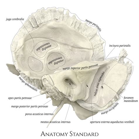 Temporal Bone