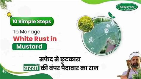 White Rust In Mustard Symptoms Causes And Management Tips