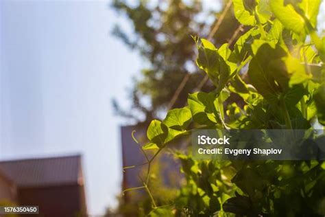 농장에서 완두콩의 줄기와 잎이 가까이 있습니다 녹색 신선한 자연 식품 작물 정원 가꾸기 개념입니다 정원 침대에서 자라는 농작물 0명에 대한 스톡 사진 및 기타 이미지