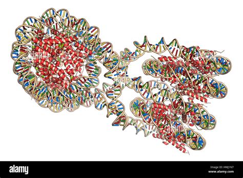 Histone Protein Structure