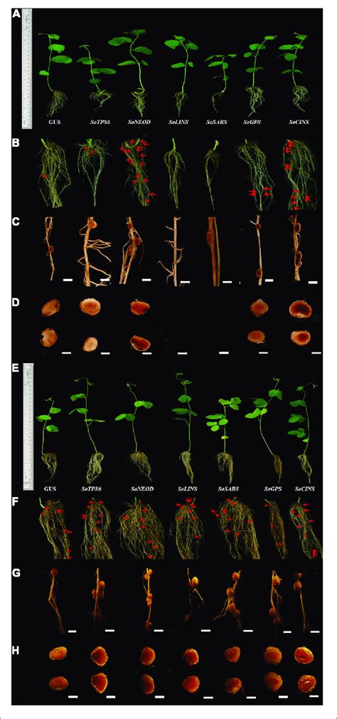 Effect Of Terpenoid Gene Overexpression On Soybean Root Nodulation Download Scientific
