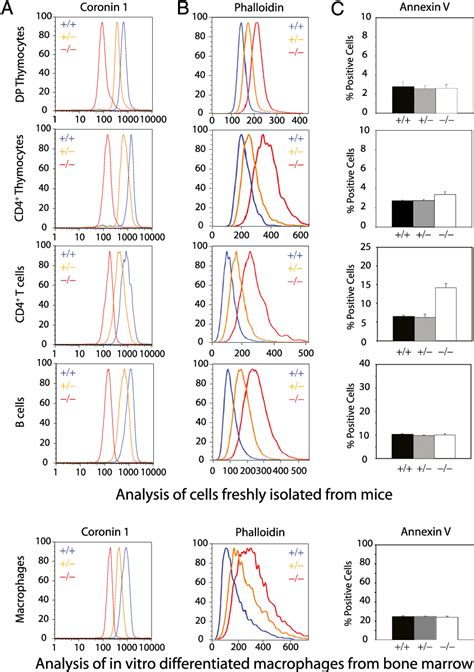 Pdf Filamentous Actin Modulation Signals And Not On Coronin 1 Dependent Depends On Coronin 1