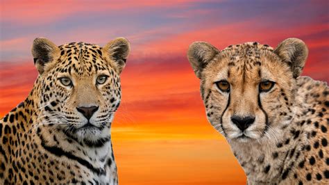 Leopard Vs Cheetah Print Whats The Difference Eezybelt