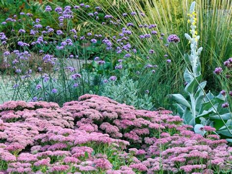 Hylotelephium Telephium Sedum Beth Chatto Gardens