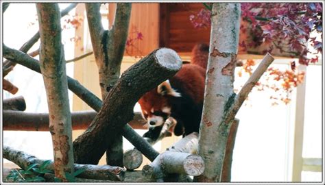 용인 에버랜드 판다월드 대기 시간 레서판다 푸바오 팬더 볼거리 외 네이버 블로그