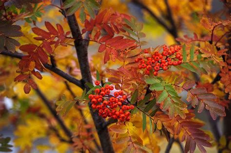 Trees With Red Berries Our Favorite Red Berry Trees Homes And Gardens
