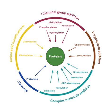 Ptm Analysis Allumiqs