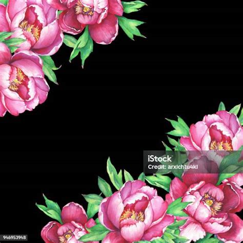 꽃 분홍색 모란 검은 배경에 격리와 배너 수채화 손으로 그린 그림 그림입니다 0명에 대한 스톡 벡터 아트 및 기타 이미지 0명 개화기 건강관리와 의술 Istock