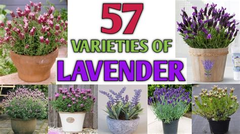 57 Lavender Flower Plant Varieties Lavender Types Lavender