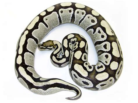 Morph List World Of Ball Pythons