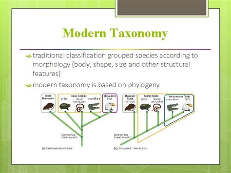 Modern Taxonomy Traditional Classification Grouped Species According To
