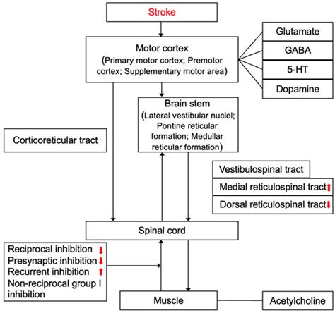 Pathophysiology And Management Strategies For Post Stroke Spasticity