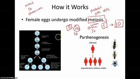 Parthenogenesis Diagram