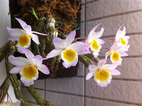 Dendrobium Crepidatum Care And Culture Travaldos Blog