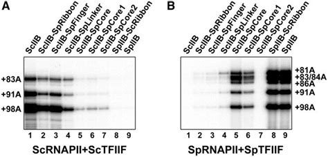 Reconstituted Transcription Assays Confirm That Neither The B Linker Download Scientific