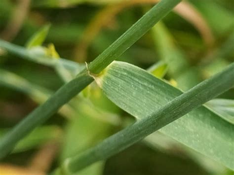 Quackgrass How To Get Rid Of It For Good
