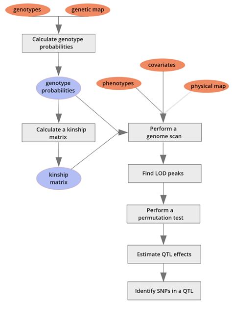 Quantitative Trait Mapping Introduction