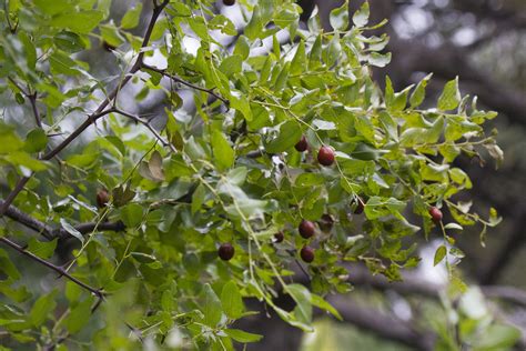 Защо бъдещето е в “осиротелите култури” и силата им да се адаптират Климатека Науката за