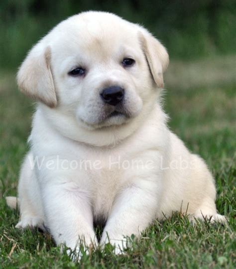 Cute Lab Puppy Wallpaper Hd Wallpaper Yellow Labrador Puppy Dogs