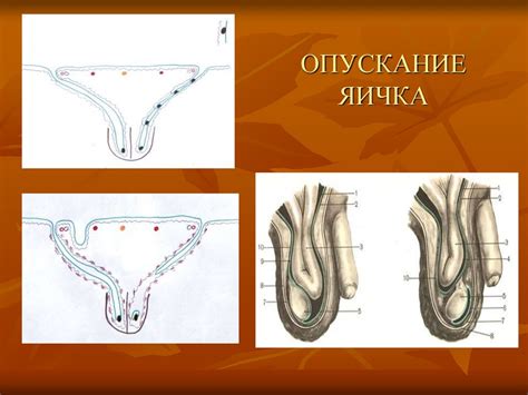 Топографо анатомические предпосылки возникновения грыж различной локализации презентация онлайн