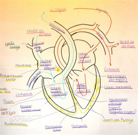 Hart En Bloedsomloop No Limit