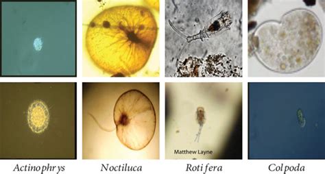 The Variety Of The Object Sizes In EM Images Download Scientific Diagram