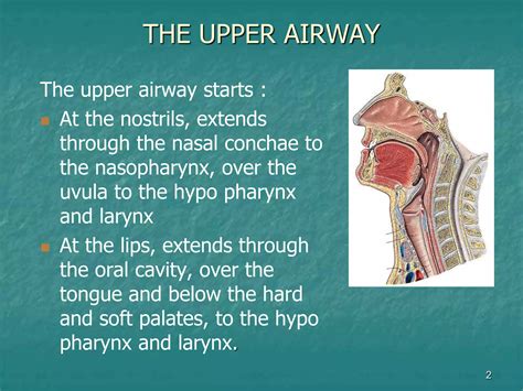 Anatomy Of Airway Ppt