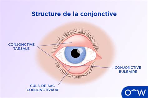 La Conjonctive Anatomie Rôle Et Affections Oculaires Liées