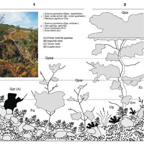 Odums Compartment Model From The Seminal Strategies Of Ecosystem