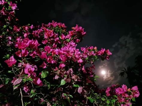 বাগানবিলাস সমাচার The Society Of Bougainvillea Lovers Facebook
