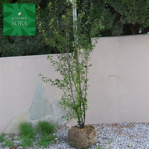 ハイノキ 株立 樹高H 2500mm 植木 苗 SPTB 442 SORA 通販 Yahoo ショッピング