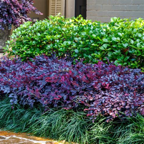 Southern Living Plant Collection 25 Qt Purple Daydream Dwarf