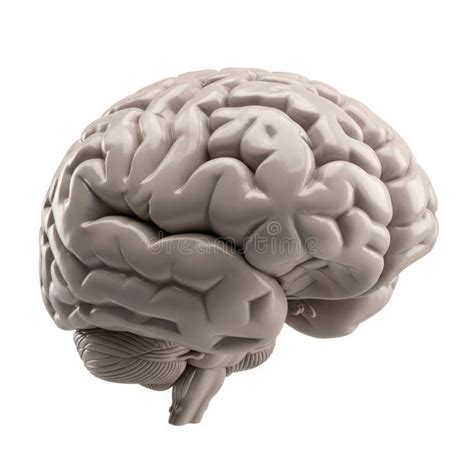 Cerebral Cortex Lobes Stock Illustrations 642 Cerebral Cortex Lobes