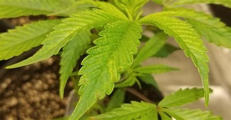 Problem Album On Imgur