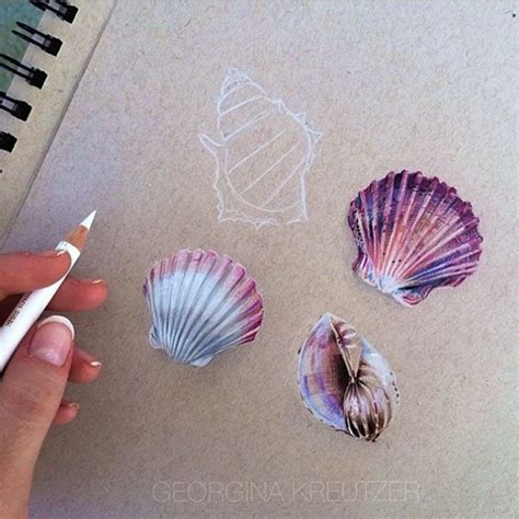 Shell Sketch Color Pencil Drawing Prismacolor Art Color Pencil Art