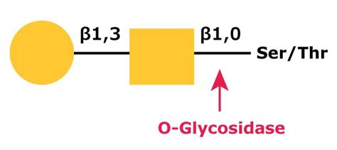 O Linked Glycan Strategies