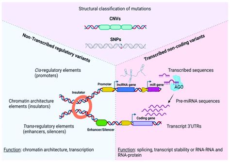 categorization of genetic variations in the non coding coding cancer