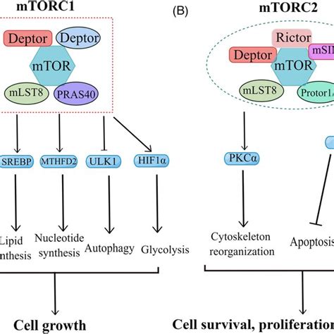 Structure And Function Of Mtorc1 And Mtorc2 A Components And Download Scientific Diagram