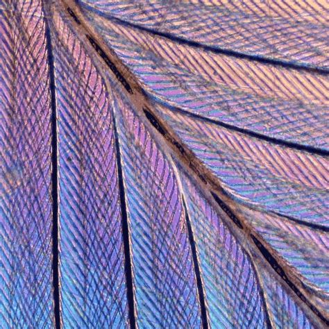 Microscope Illustration Of A Bird Feather