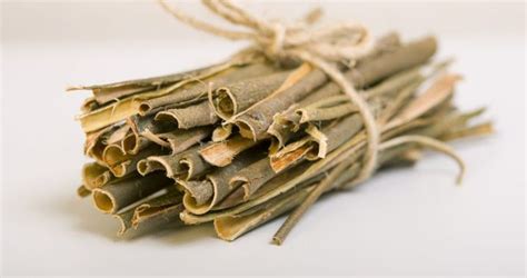 Facts And Benefits Of Willow Health Benefits