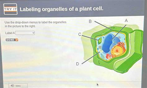 solved tryit labeling organelles of a plant cell use the drop down menus to label the