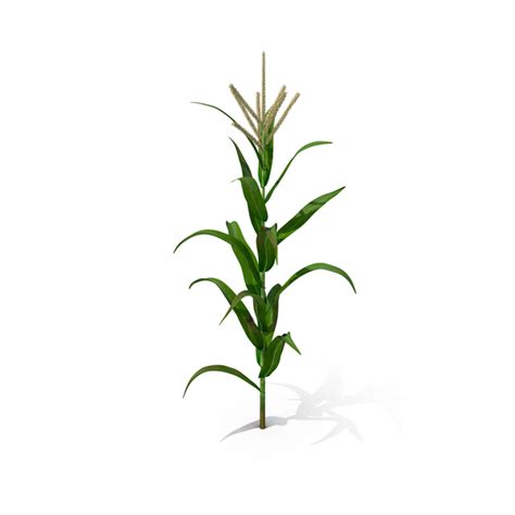 Realistic Corn Stalk Png Images And Psds For Download Pixelsquid S124013546