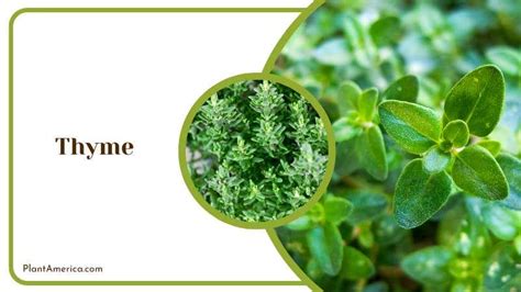 7 Plants That Repel Carpenter Bees Save Wooden Structures Plant America