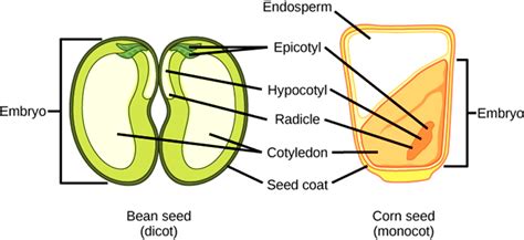 Angiosperm Seeds