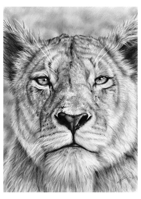 Lioness Drawing At Explore Collection Of Lioness