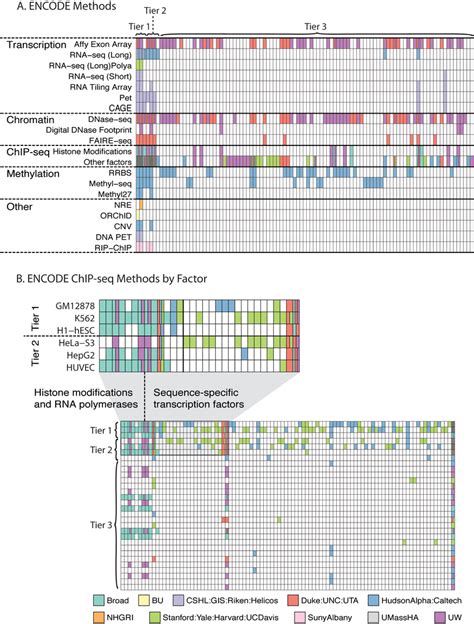 Data Available From The Encode Consortium A A Data Matrix Download Scientific Diagram