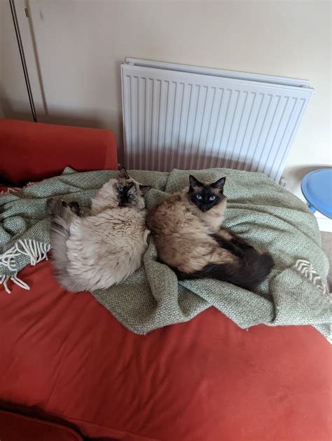 My Pretty Kitties Relaxing Rragdolls
