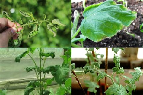Cucumber Leaf Curl Causes And Solutions For Healthy Plants Happiness